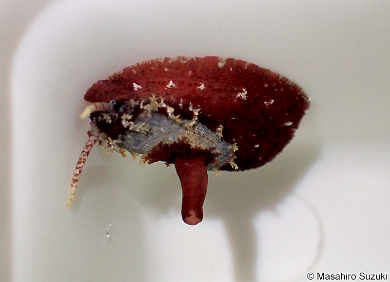 ヒラスカシガイ Macroschisma dilatatum