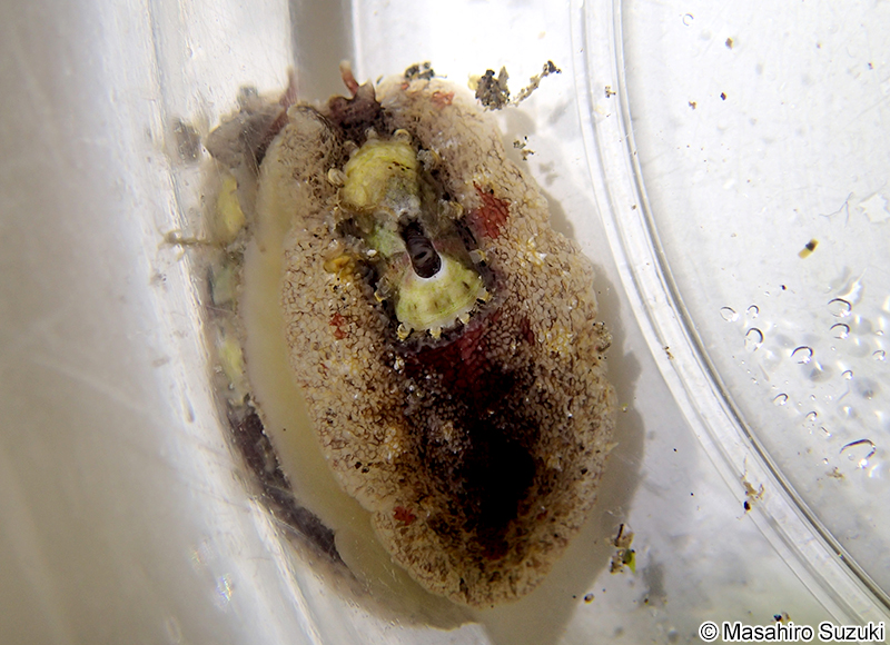 ヒラスカシガイ Macroschisma dilatatum