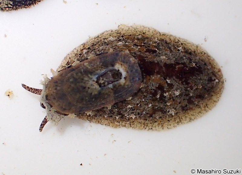 ヒラスカシガイ Macroschisma dilatatum