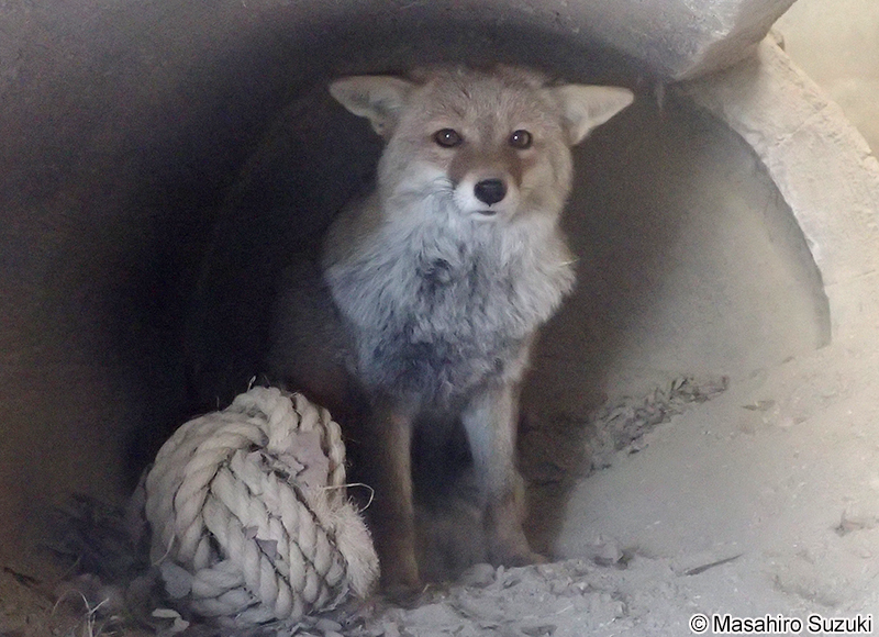 ホンドギツネ Vulpes vulpes japonica