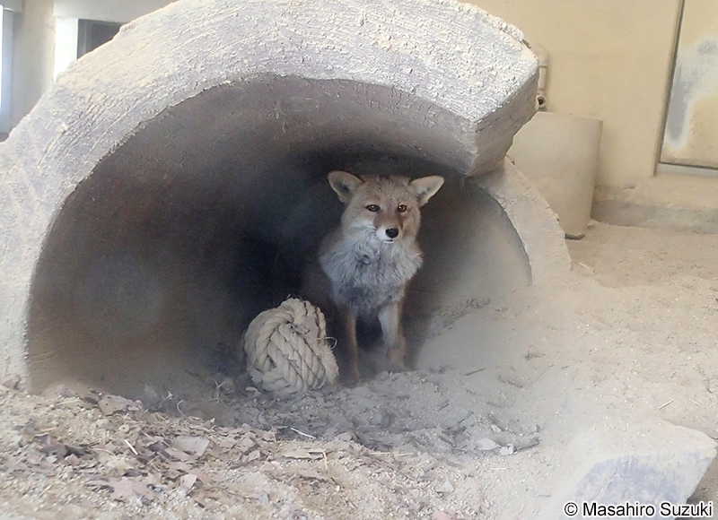 ホンドギツネ Vulpes vulpes japonica