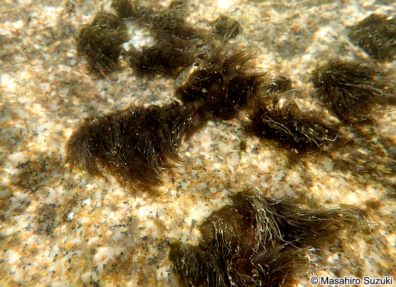 ユレモ科の1種 Oscillatoriaceae sp.