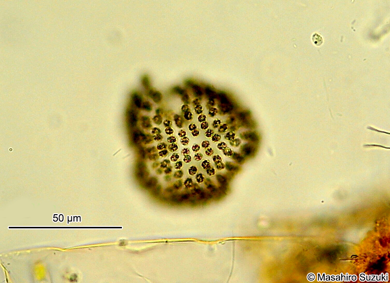 Microcystis spp.