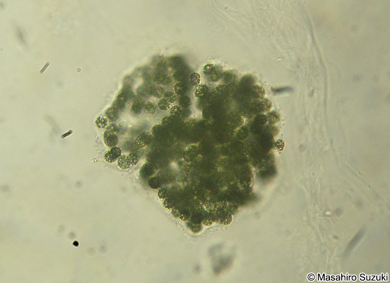 Microcystis spp.