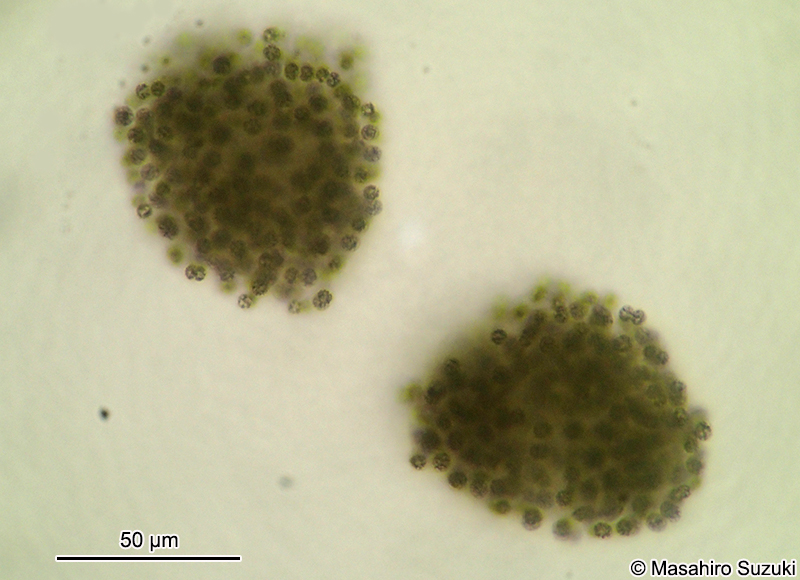 Microcystis spp.