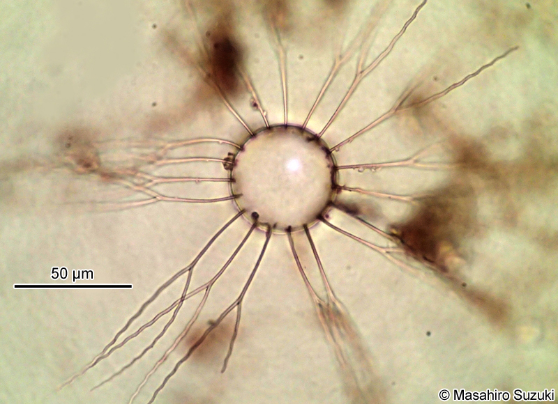 Bacteriastrum delicatulum