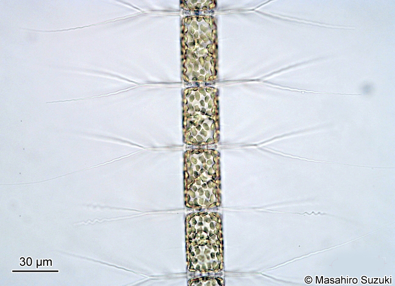 Bacteriastrum delicatulum