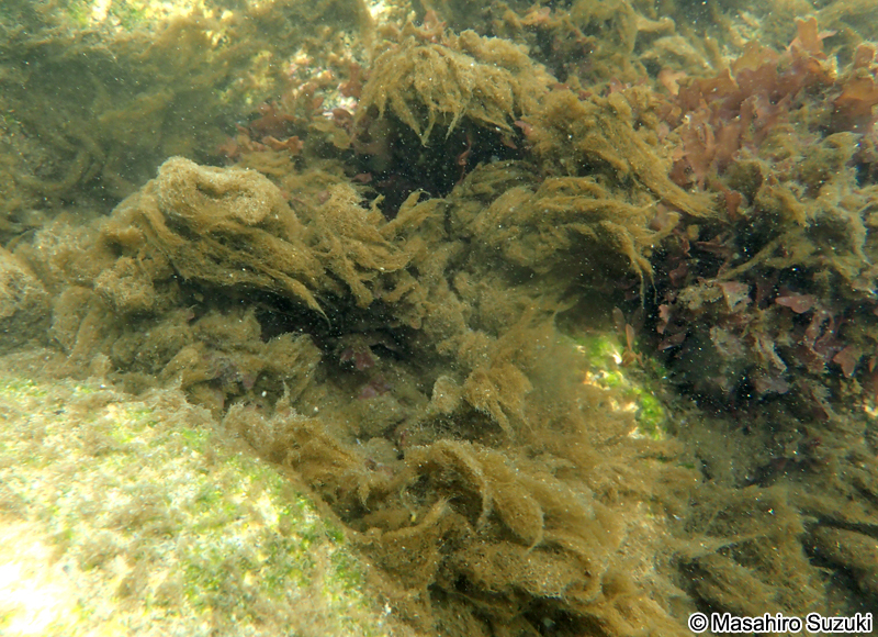 Biddulphia biddulphiana