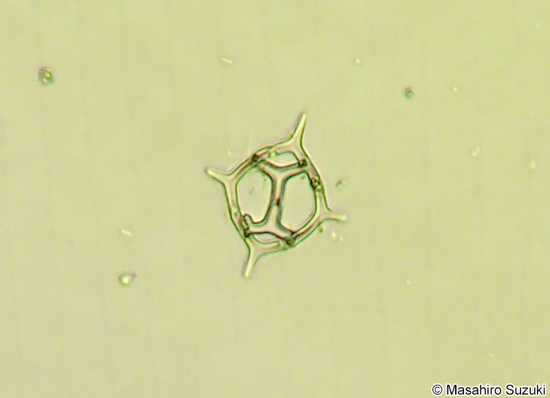 ヒシシリカヒゲムシ Dictyocha fibula