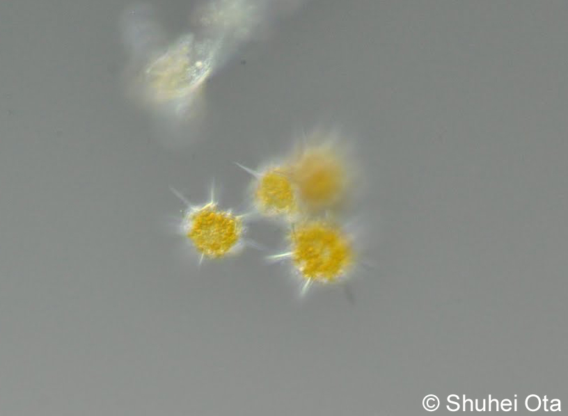 ディクティオカ属の1種 Dictyocha sp.