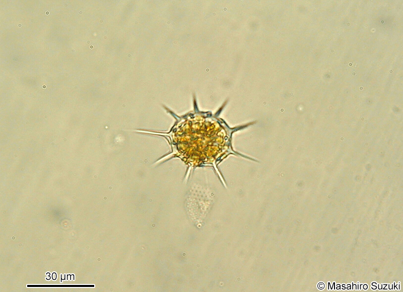 シリカヒゲムシ Dictyocha speculum