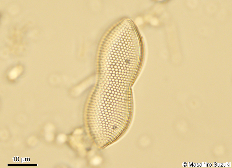 ヒョウタンケイソウ Diploneis splendida