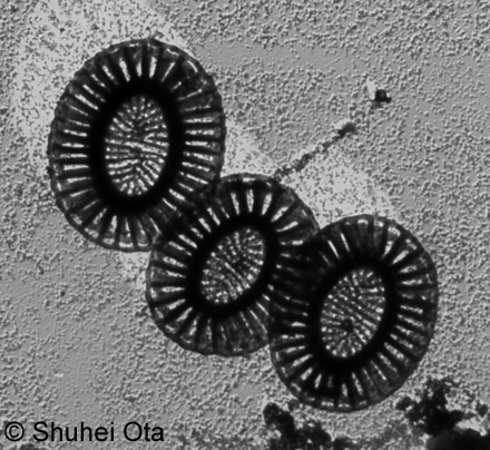 エミリアニア・ハクスレイ Emiliania huxleyi