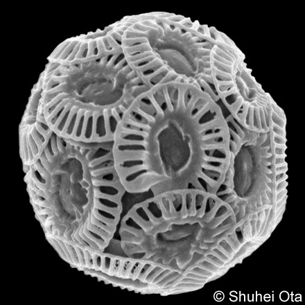 エミリアニア・ハクスレイ Emiliania huxleyi