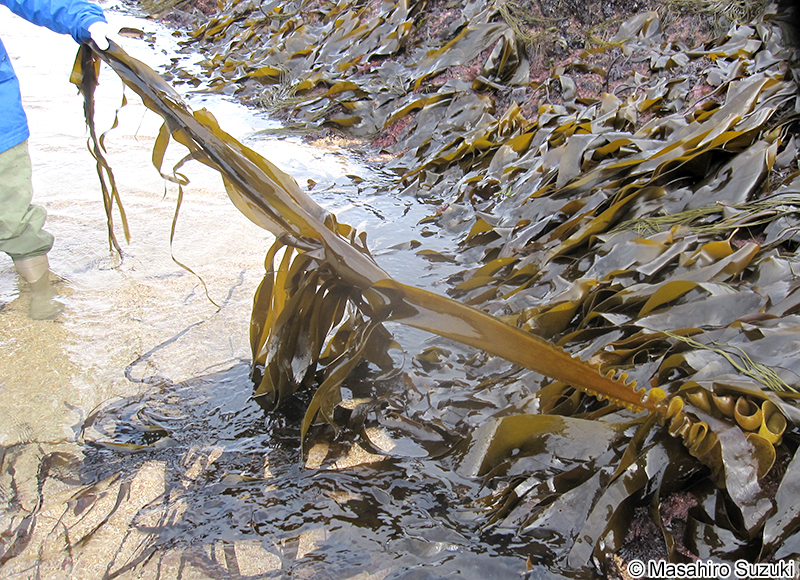 Saccorhiza polyschides