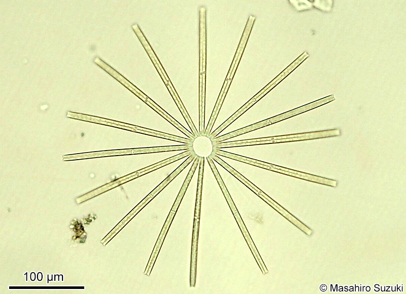 ニチリンケイソウ Thalassiothrix frauenfeldii