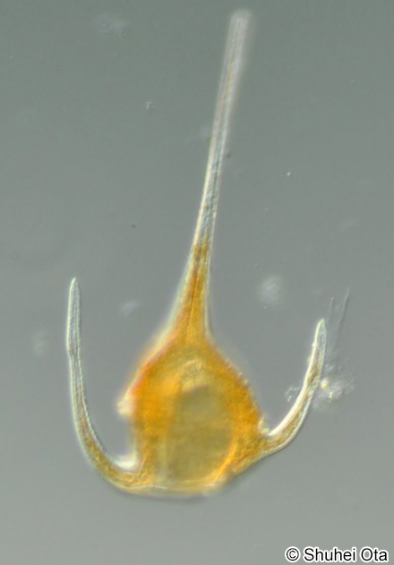 イカリツノモ Tripos muelleri