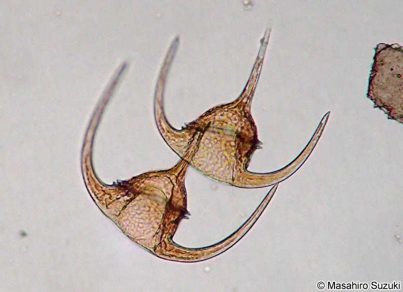 イカリツノモ Tripos muelleri