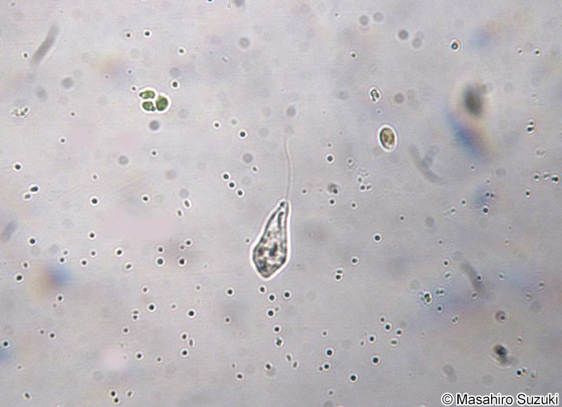 ヘテロネマ属の1種 Heteronema sp.