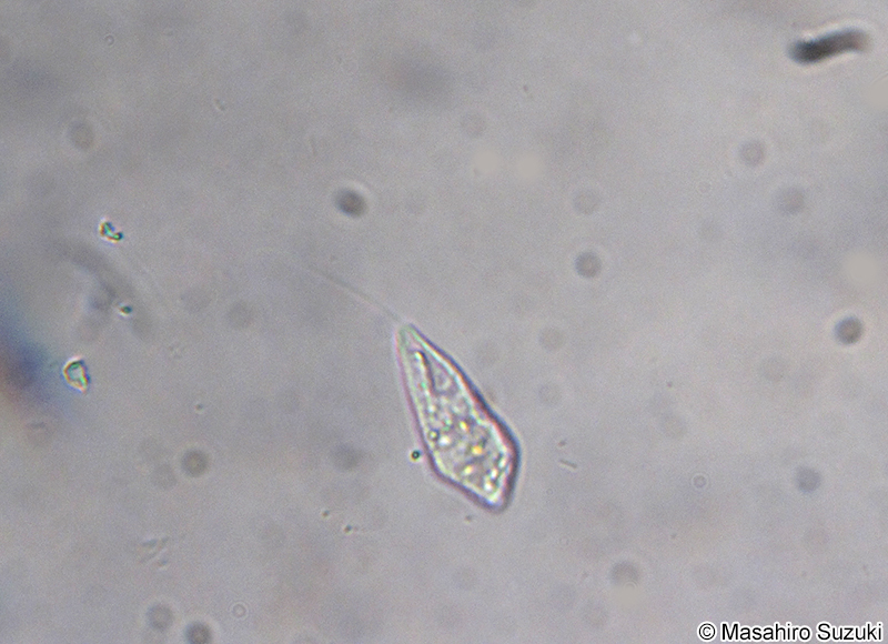 ヘテロネマ属の1種 Heteronema sp.