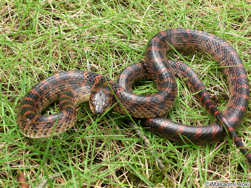アカマダラ Lycodon rufozonatus rufozonatus