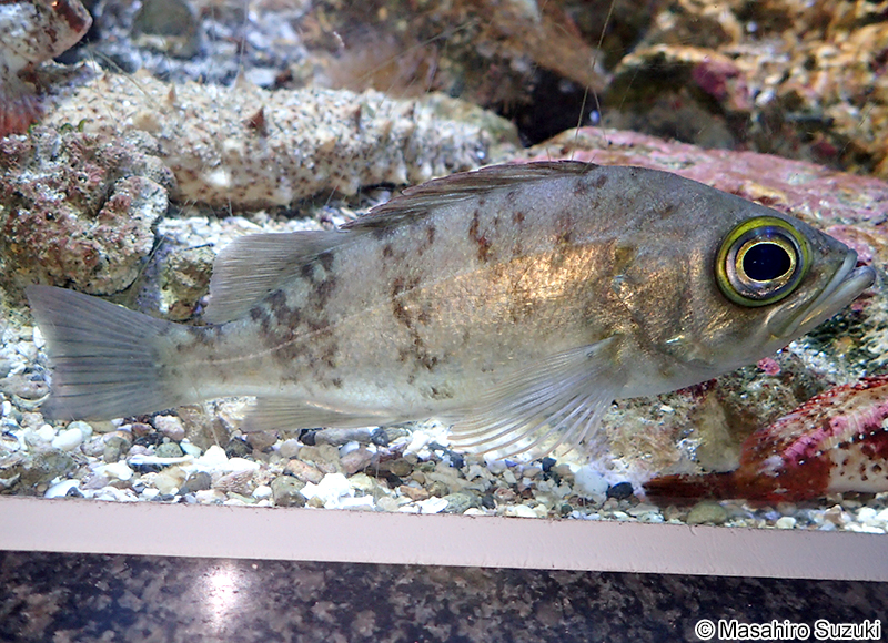 アカメバル Sebastes inermis
