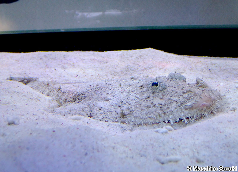 アンコウ Lophiomus setigerus