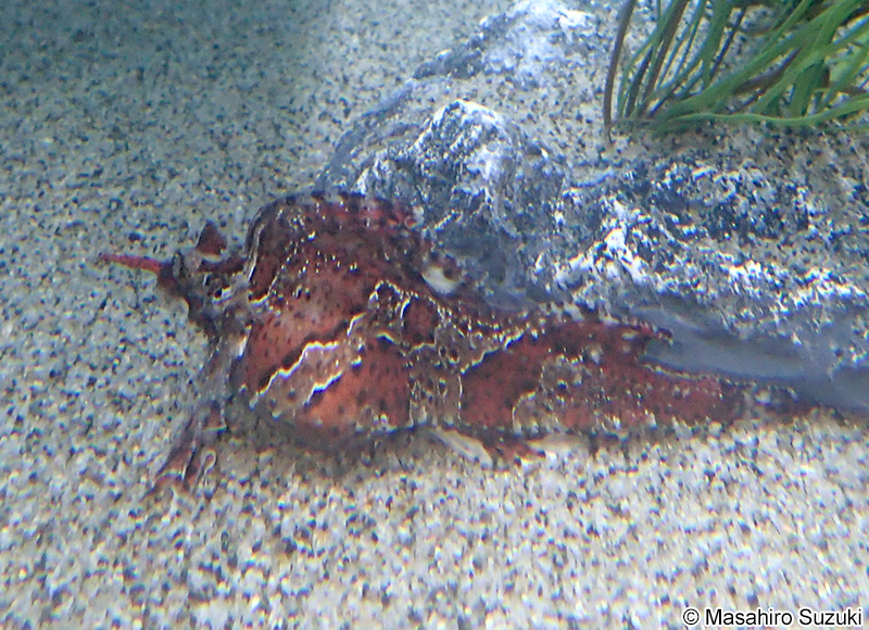 アツモリウオ Agonomalus proboscidalis