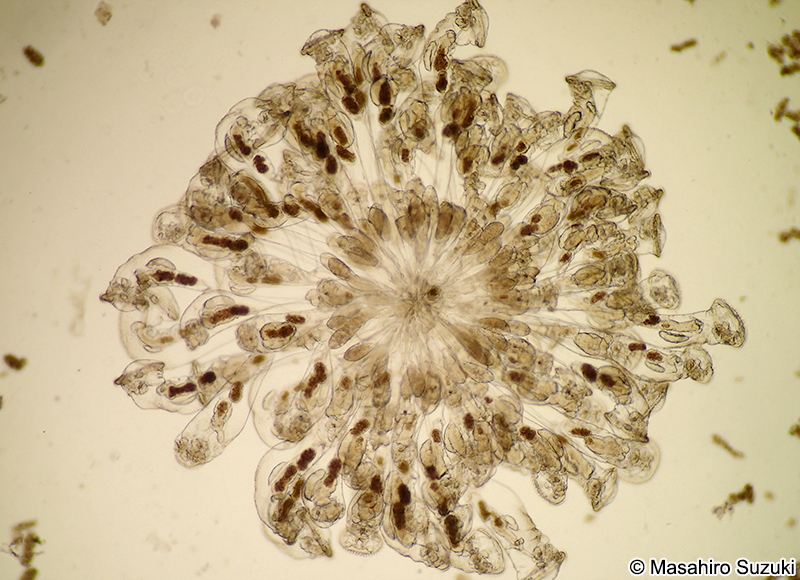 テマリワムシ Conochilus hippocrepis