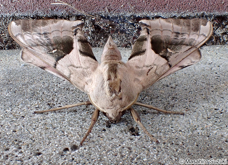 エゾスズメ Phyllosphingia dissimilis