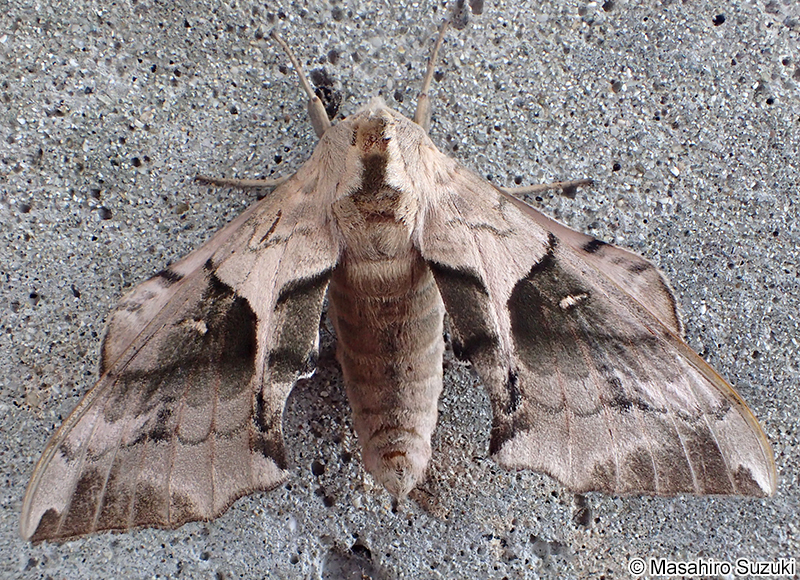 エゾスズメ Phyllosphingia dissimilis