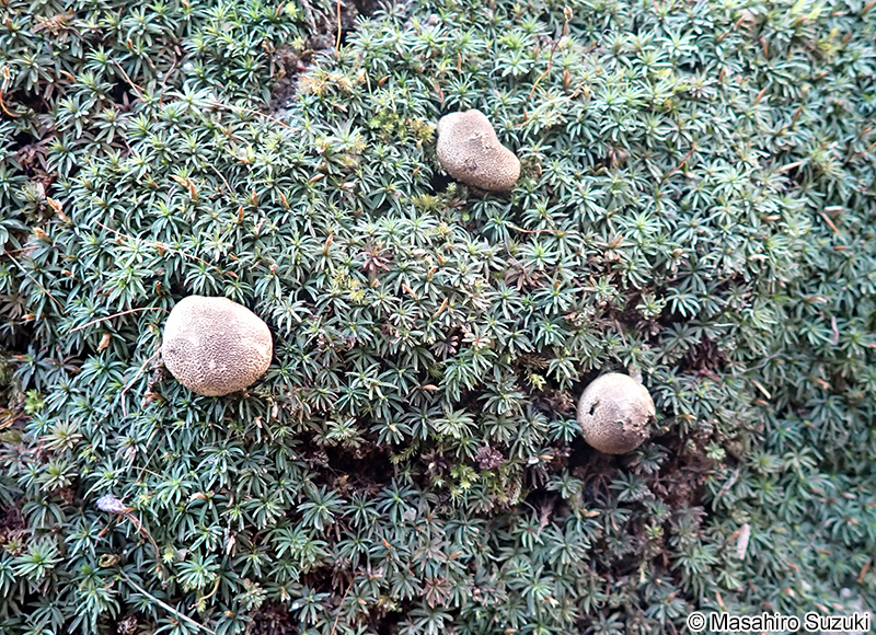 ニセショウロ属の1種 Scleroderma sp.