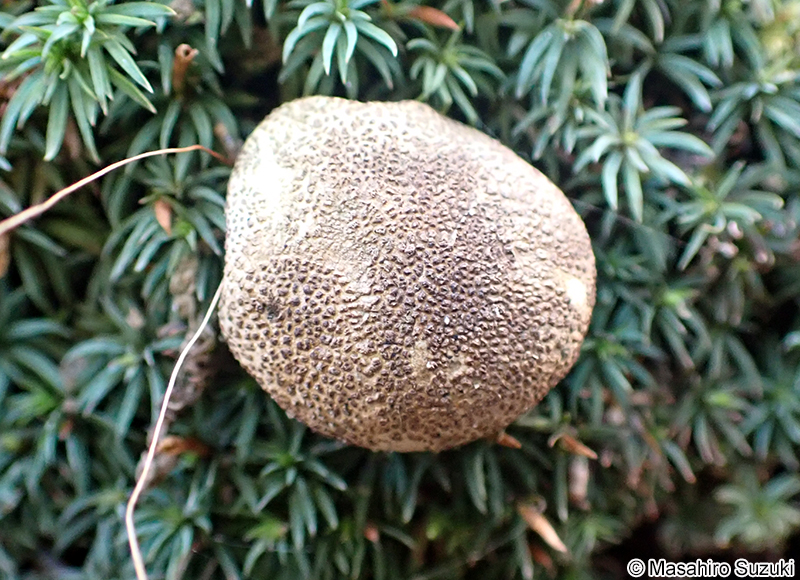 ニセショウロ属の1種 Scleroderma sp.