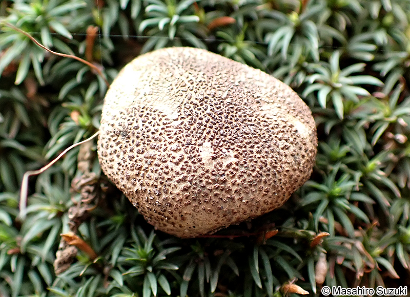 ニセショウロ属の1種 Scleroderma sp.