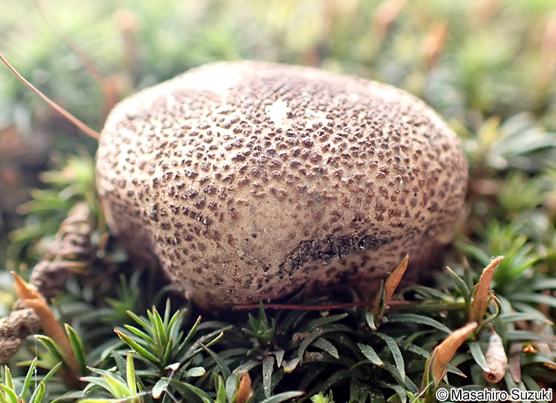 ニセショウロ属の1種 Scleroderma sp.