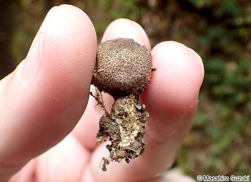 ニセショウロ属の1種 Scleroderma sp.
