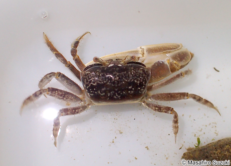 ハクセンシオマネキ Uca lactea