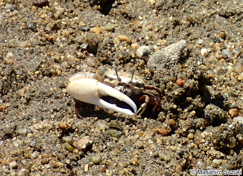 ハクセンシオマネキ Uca lactea