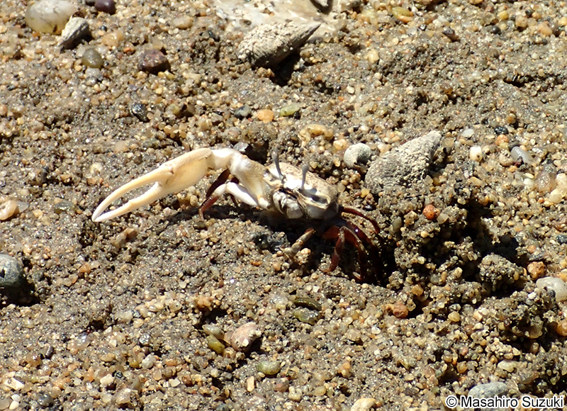 ハクセンシオマネキ Uca lactea