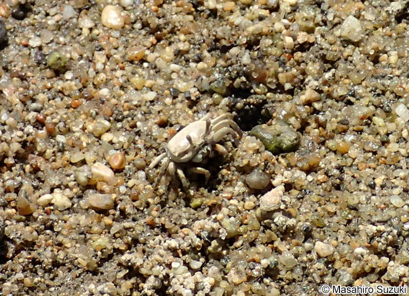 ハクセンシオマネキ Uca lactea