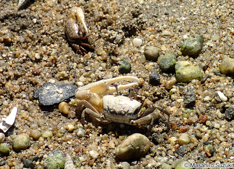ハクセンシオマネキ Uca lactea