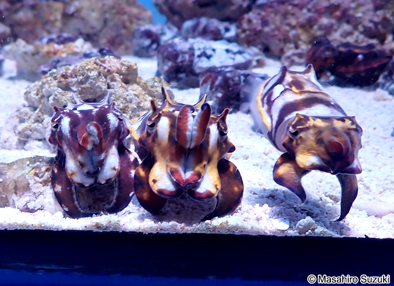 ハナイカ Metasepia tullbergi