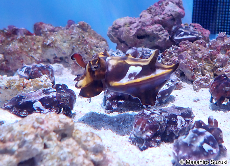 ハナイカ Metasepia tullbergi