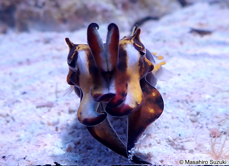 ハナイカ Metasepia tullbergi