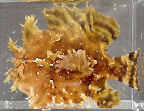 アンコウ目 Order Lophiiformes