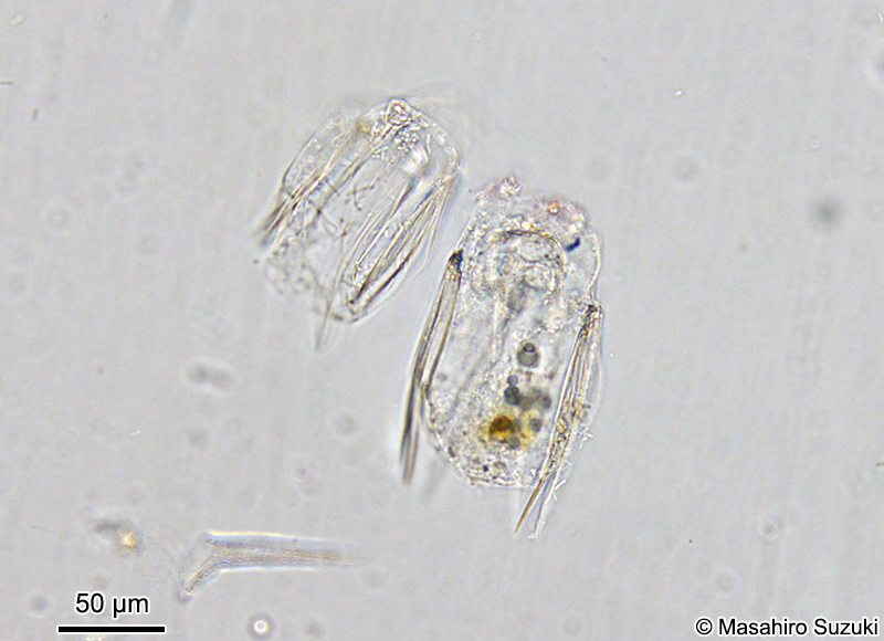 ハネウデワムシ属の1種 Polyarthra sp.