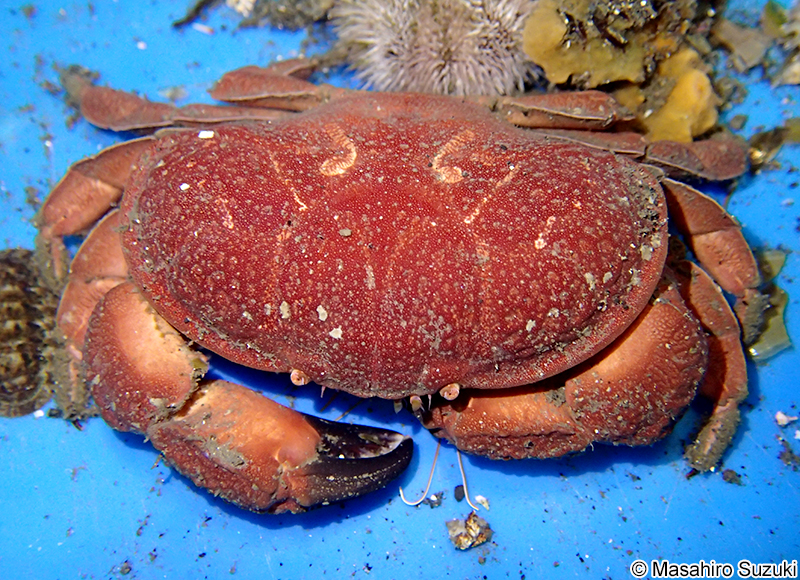 ヘリトリマンジュウガニ Atergatis reticulatus