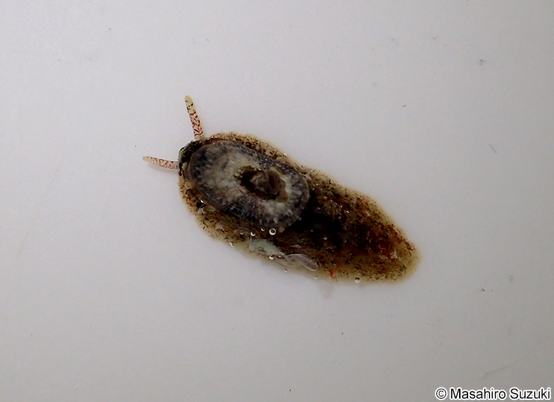 ヒラスカシガイ Macroschisma dilatatum