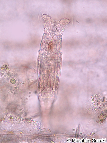 ヒルガタワムシ属の1種 Rotaria sp.