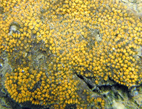 ホヤ綱 Class Ascidiacea